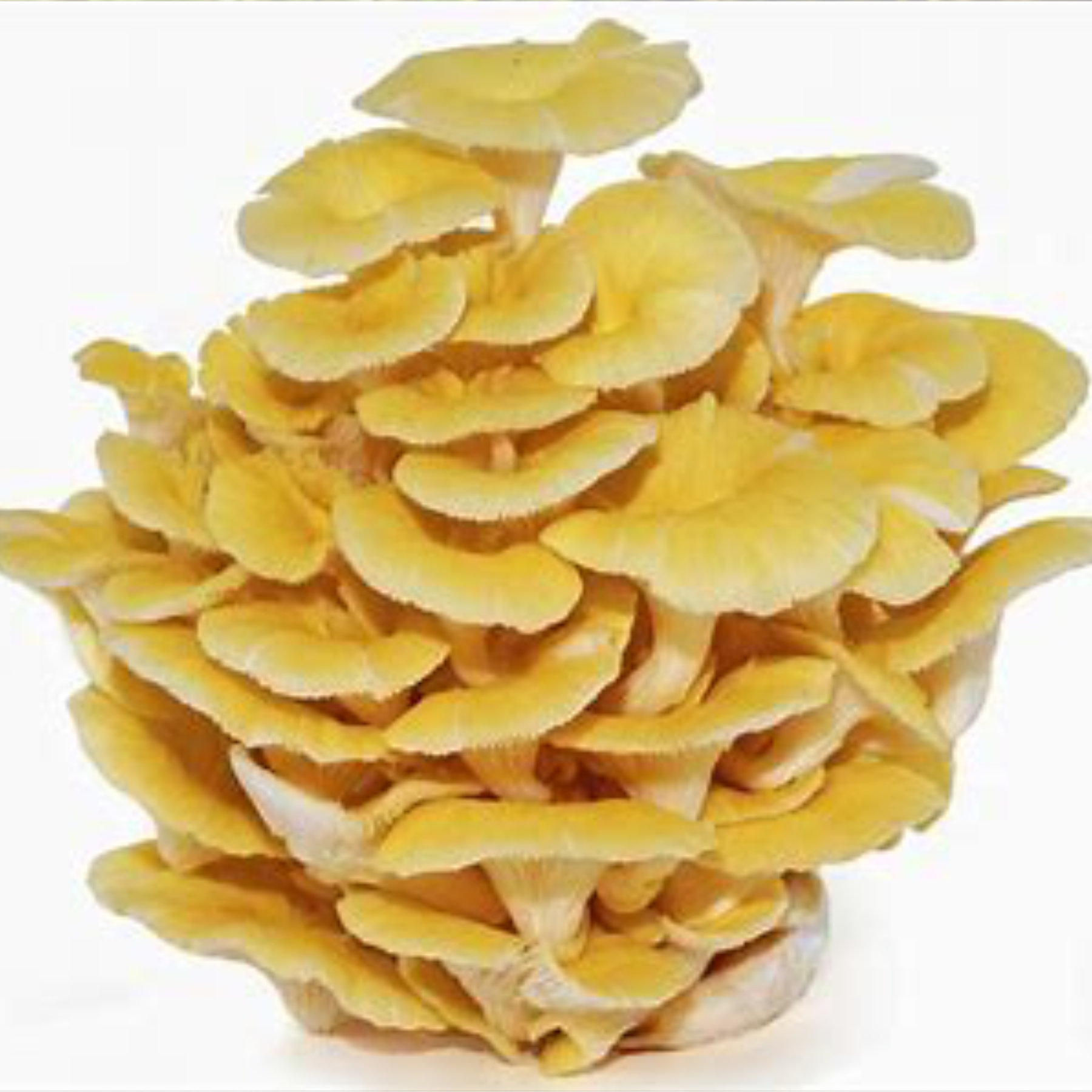 NaturNext • Mycelium Oyster Golden Mushrooms: Grow from 0!