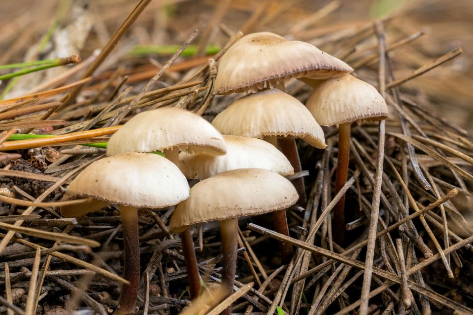 NaturNext • Comment choisir le substrat pour la culture des champignons