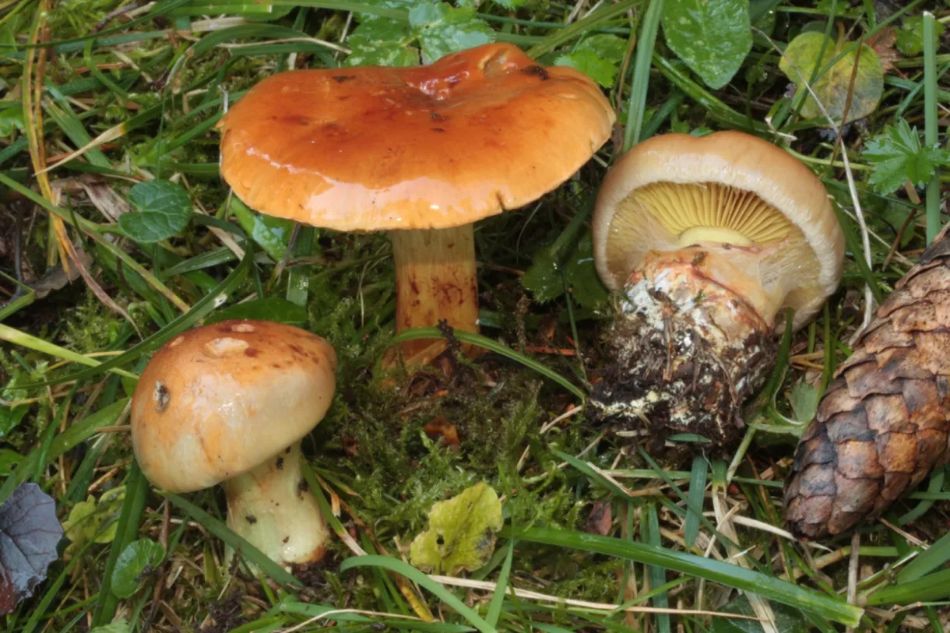 NaturNext • Smell of mushrooms: a brief overview for enthusiasts!