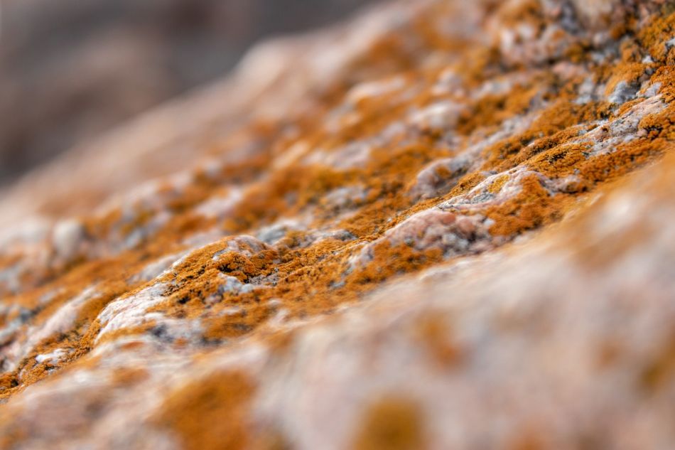 NaturNext • How to use bacterial strains to prevent mold in mushrooms?