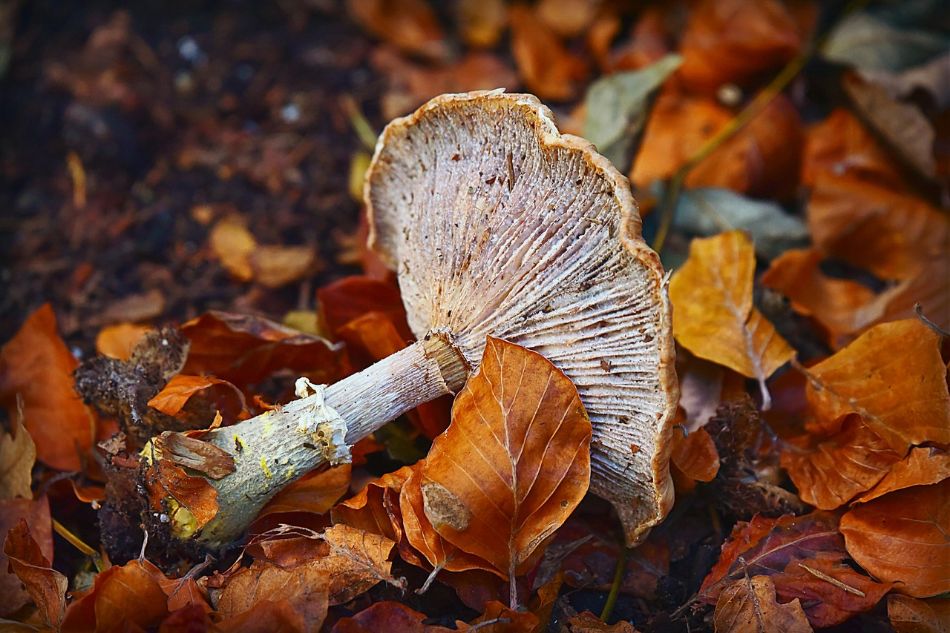 NaturNext • Spores: What are they? The secret of mushroom reproduction ...