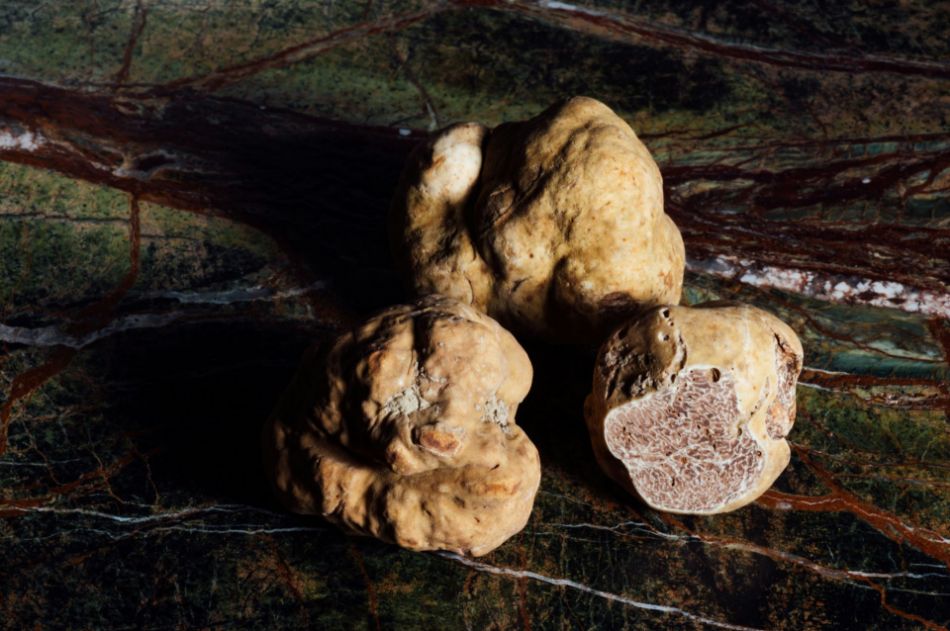 NaturNext • Italy's Rarest Mushrooms: Where to Find Them