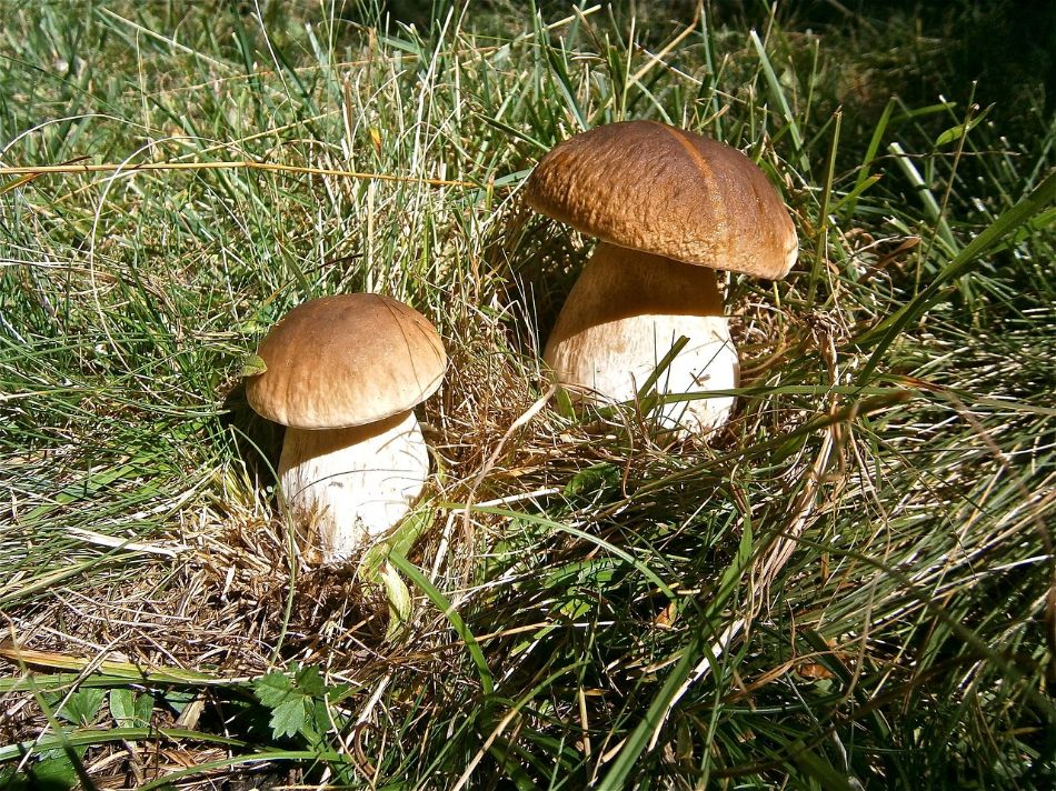 NaturNext • Porcini Mushroom: The Undisputed King of the Woods