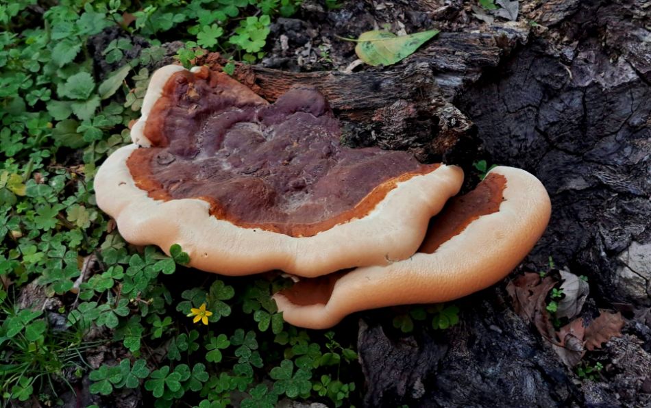 NaturNext • Antibiotici dai funghi una speranza contro la resistenza ...