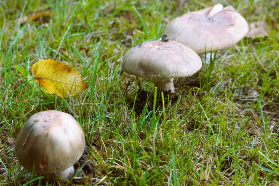 NaturNext • Seta de campo común o Agaricus campestris: características ...