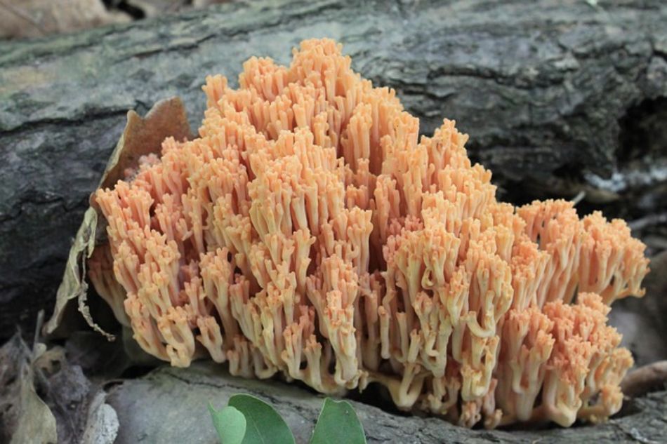 NaturNext • Cauliflower Coral (Ramaria botrytis): A complete guide to ...
